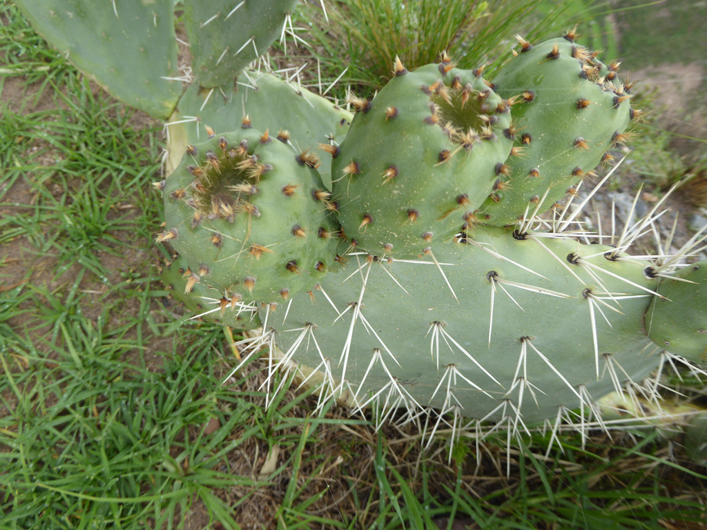 Prickly Pear Cactus – The Adventures of Kerri & Matt