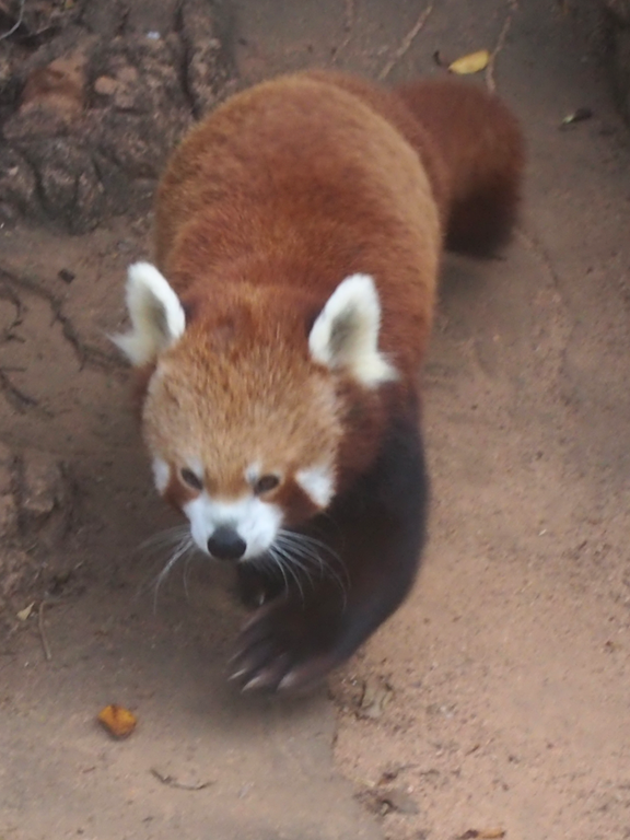 Australian Zoo: Red Pandas – The Adventures of Kerri & Matt