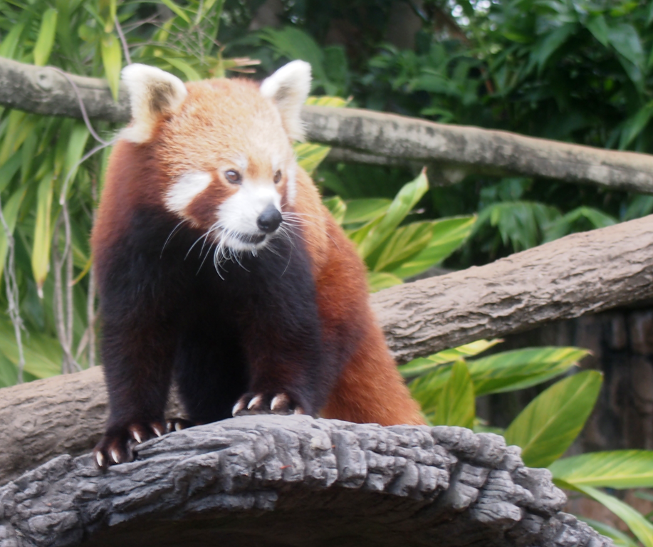 Australian Zoo: Red Pandas – The Adventures of Kerri & Matt