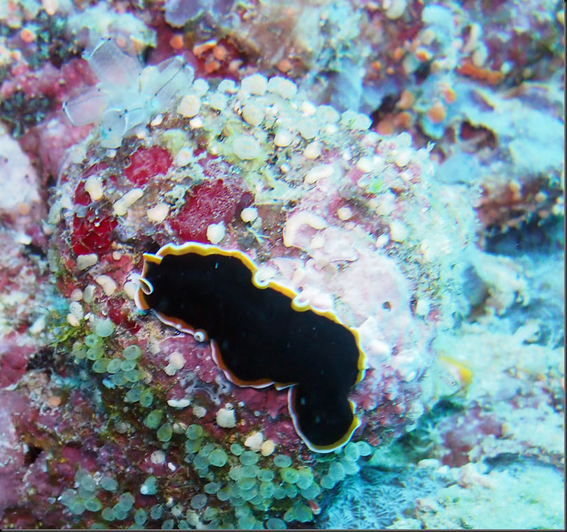 Great Barrier Reef: Nudibranches and Flatworms. – The Adventures of ...