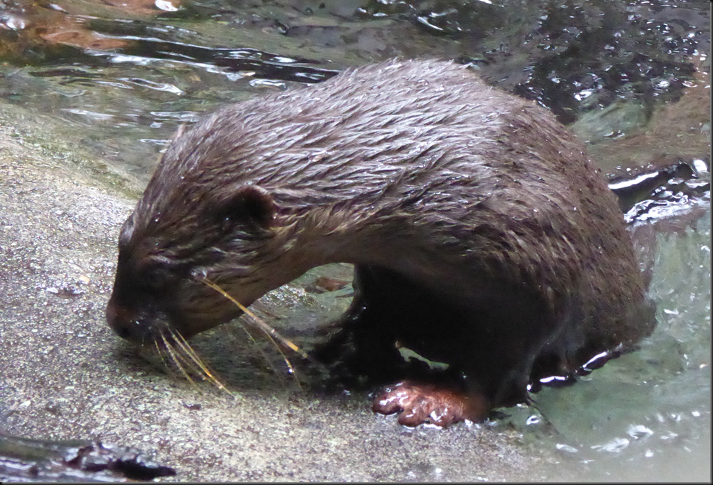 Australian Zoo: Otters – The Adventures of Kerri & Matt