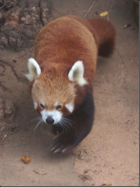 Australian Zoo: Red Pandas – The Adventures of Kerri & Matt