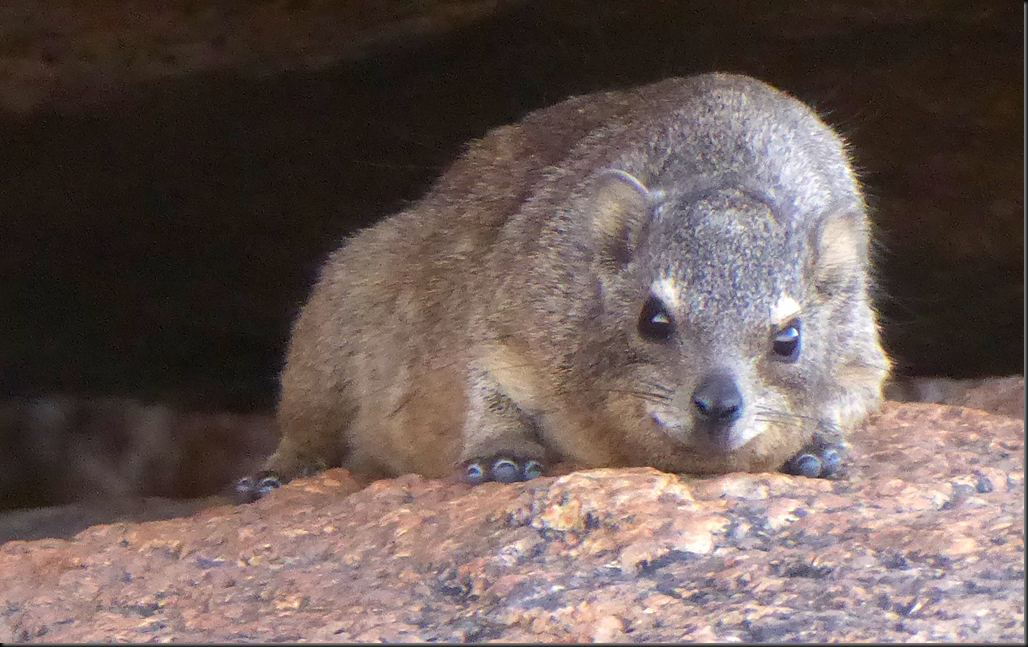 Spitzkoppe Animals – The Adventures of Kerri & Matt