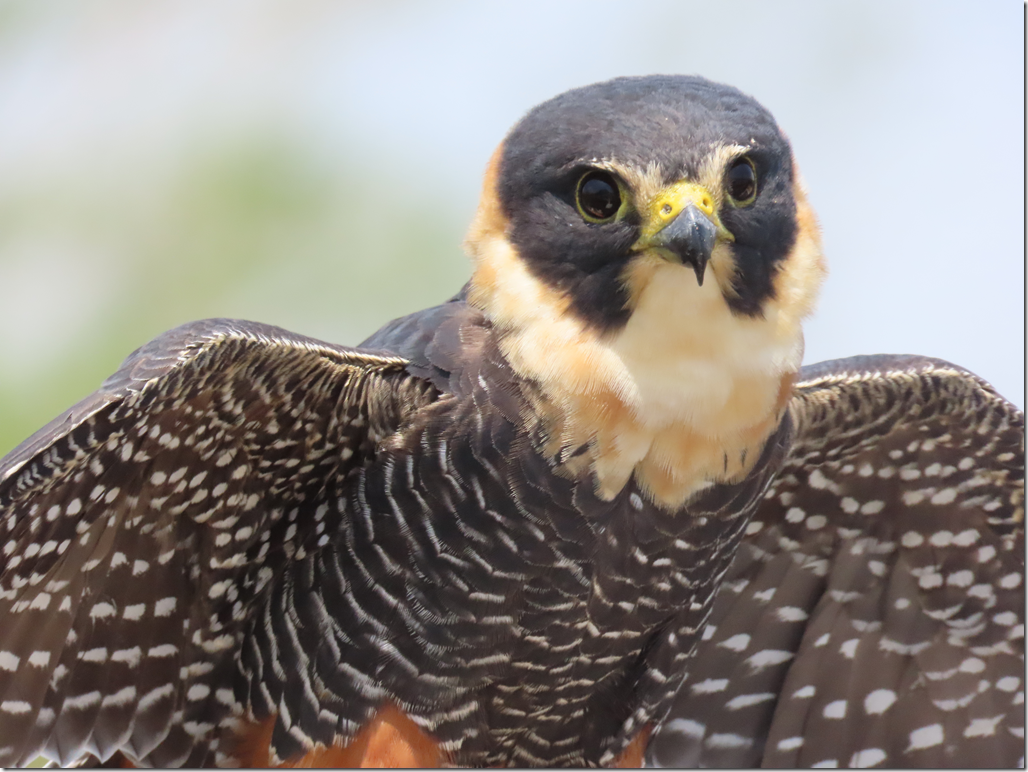 Bat Falcon – The Adventures of Kerri & Matt