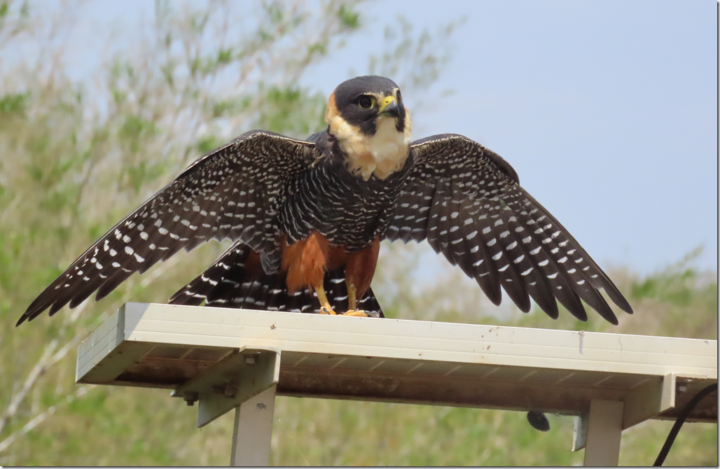Bat Falcon – The Adventures of Kerri & Matt